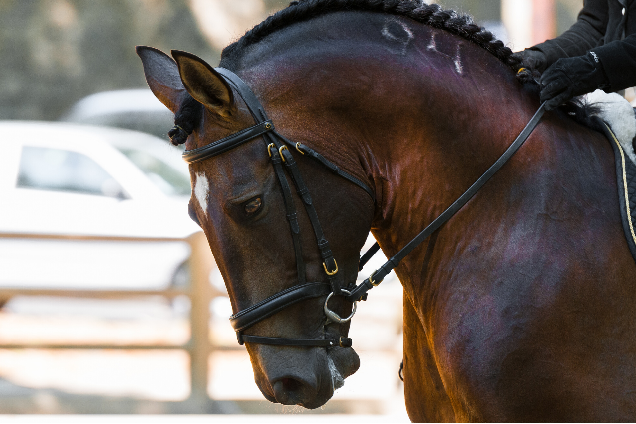 How To Train A Respectful Stallion And Become His Leader Talking To 